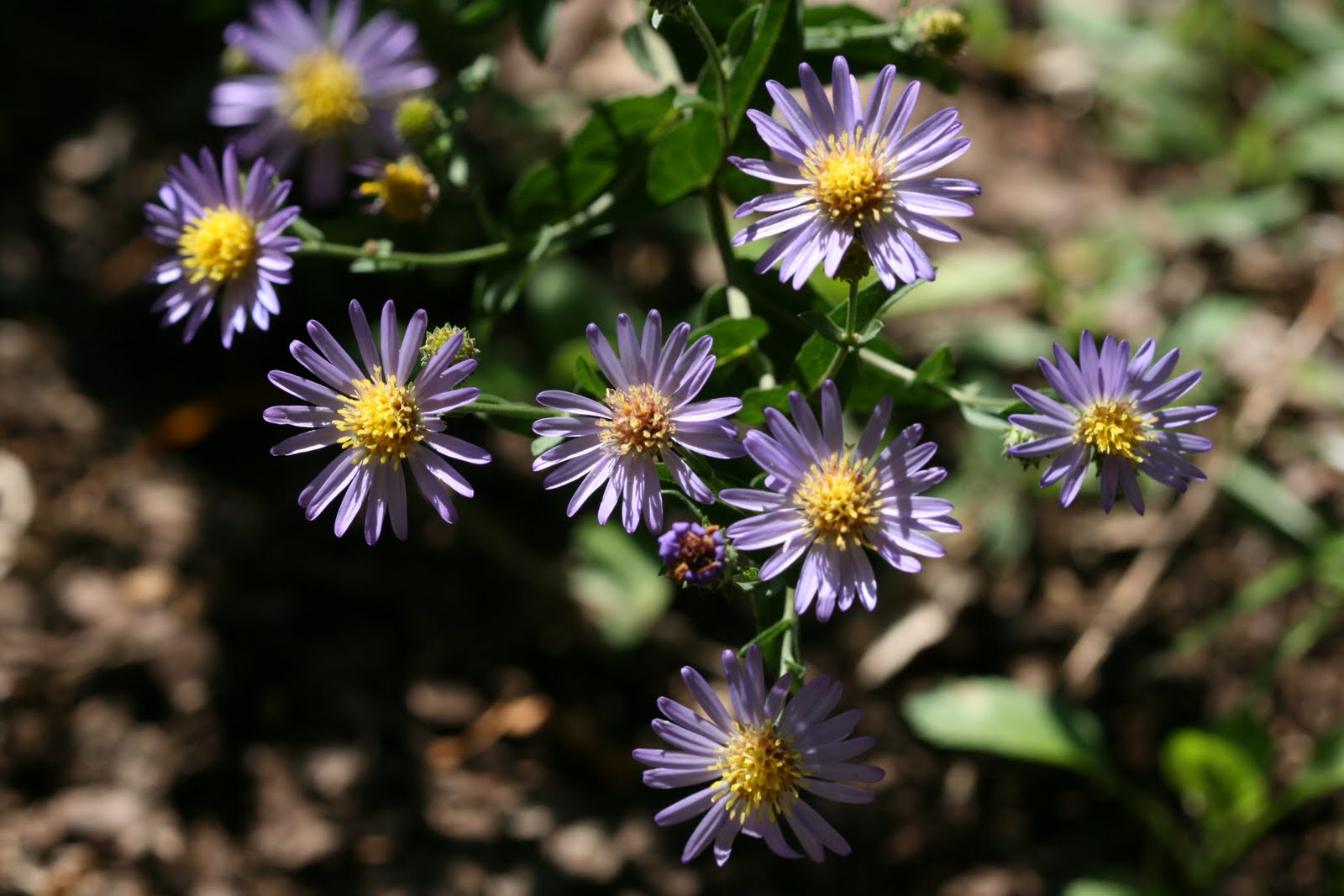 Native Florida Wildflowers: Late Purple Aster - Symphyotrichum patens
