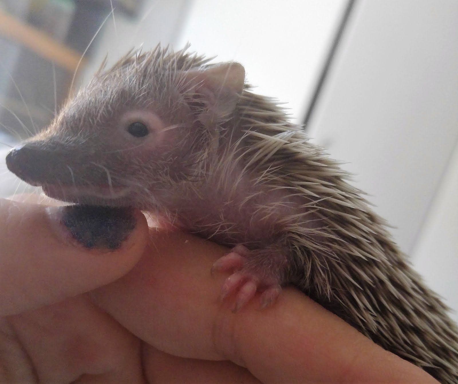 Tiny Tenrecs: Handling Your Tenrec