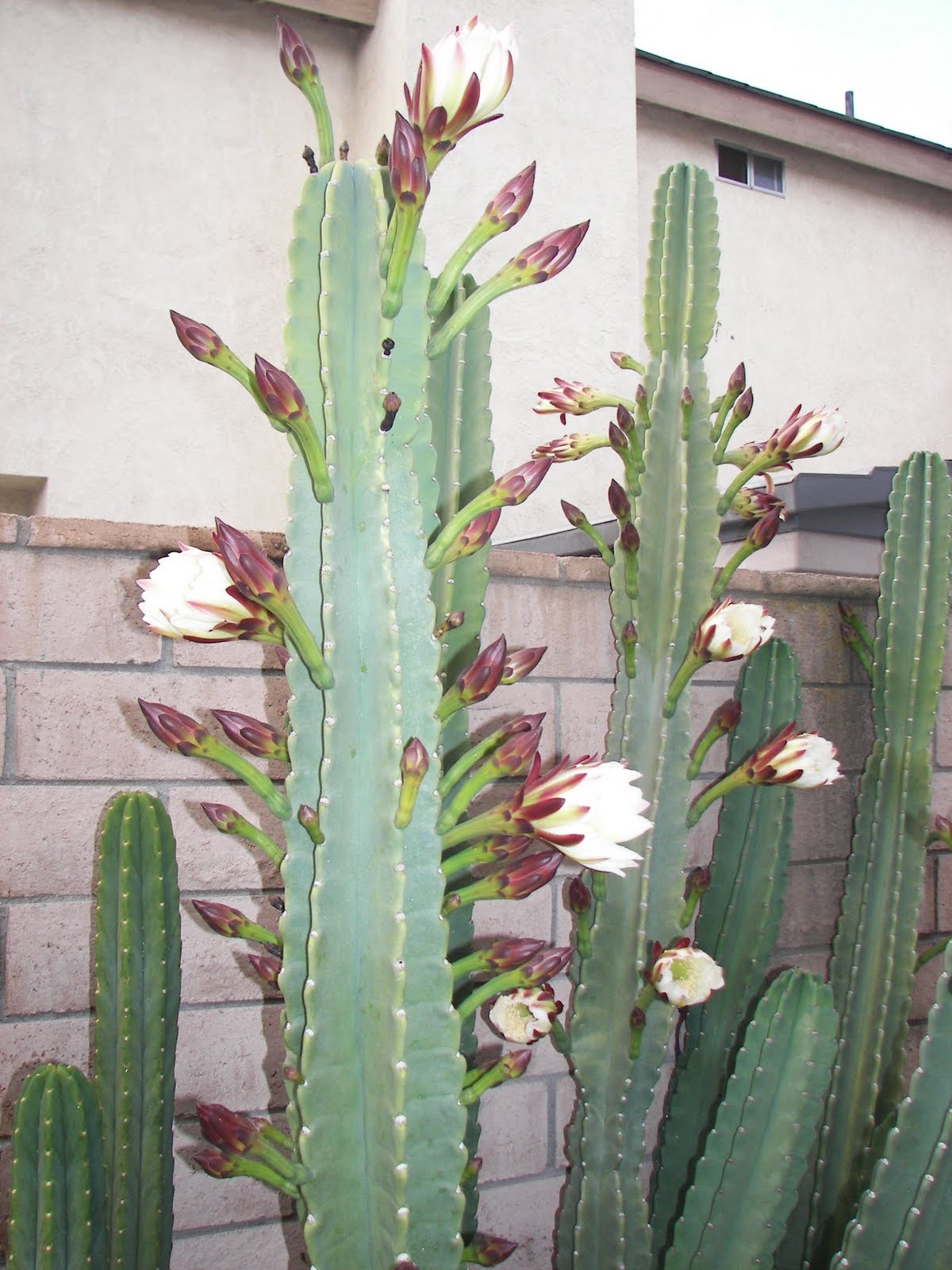 The Epiphyllum Garden: Cereus Peruvianus