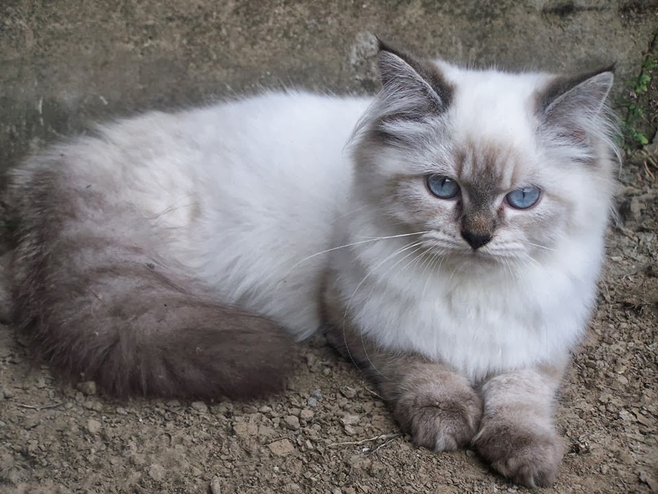 KUCING PERSIA: kucing himalaya