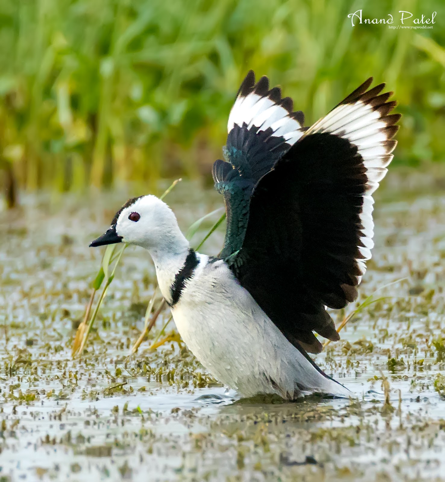 Cotton Pygmy-goose Male | YuGWoRLD