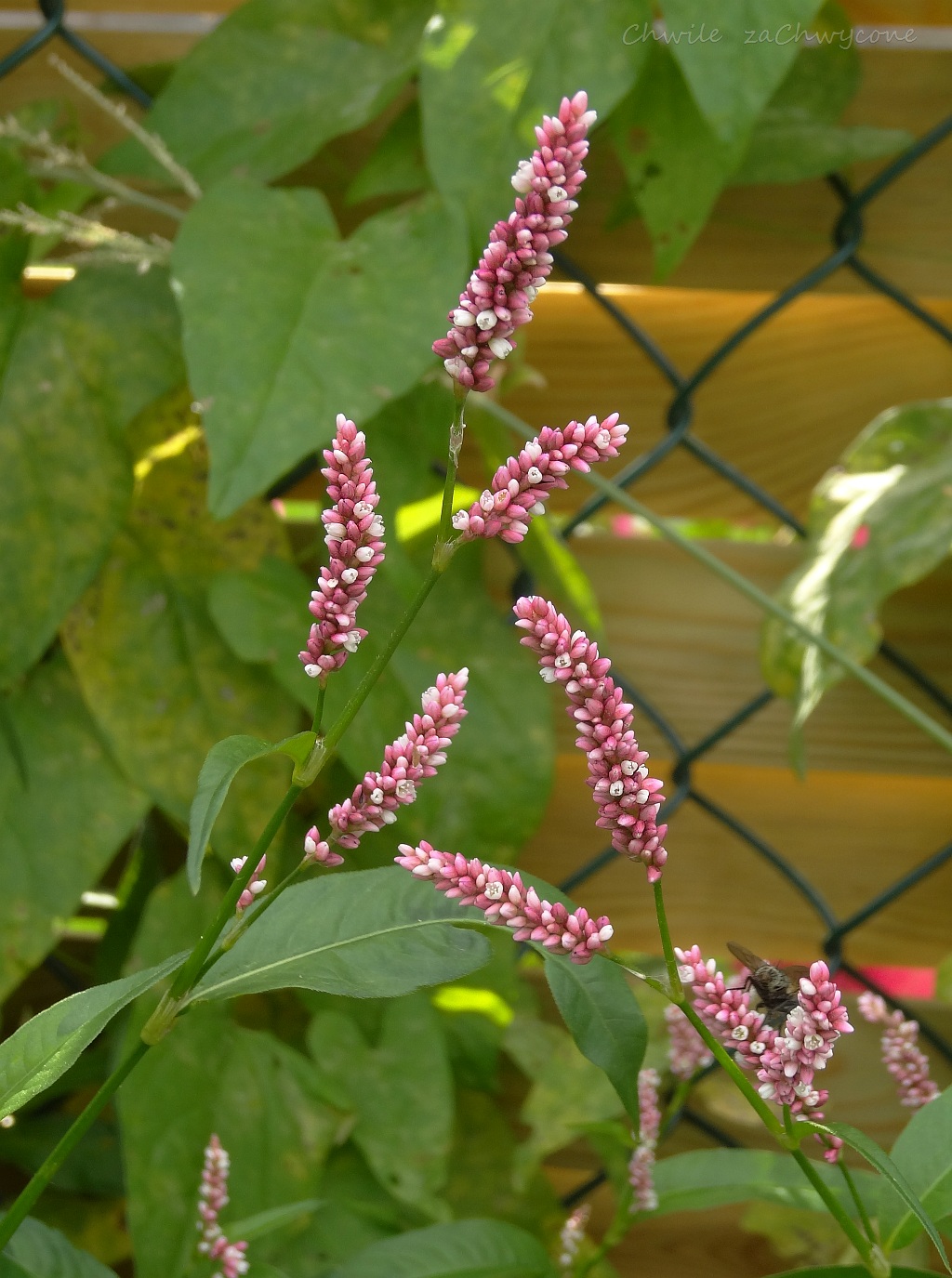 Chwile zaChwycone: Różowokłosy rdest plamisty