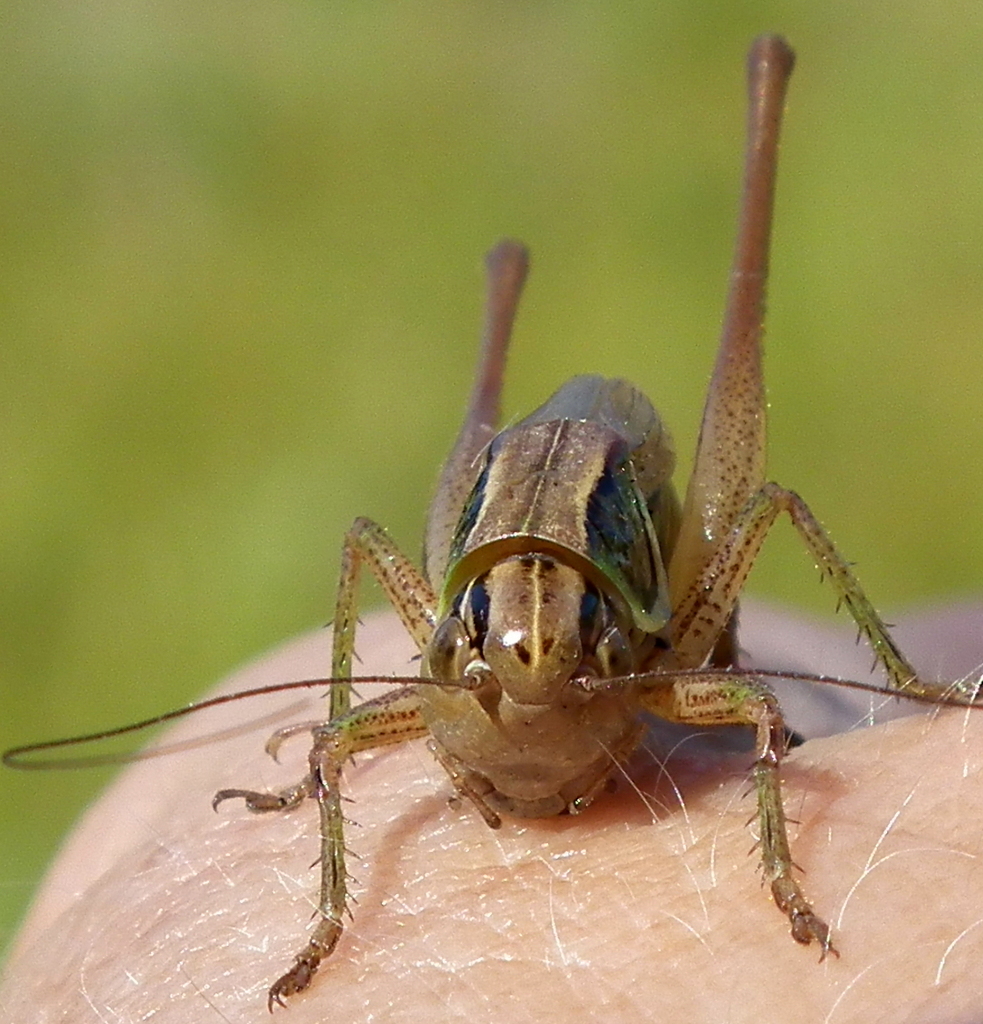 Listening in Nature: The first singing katydid of the season