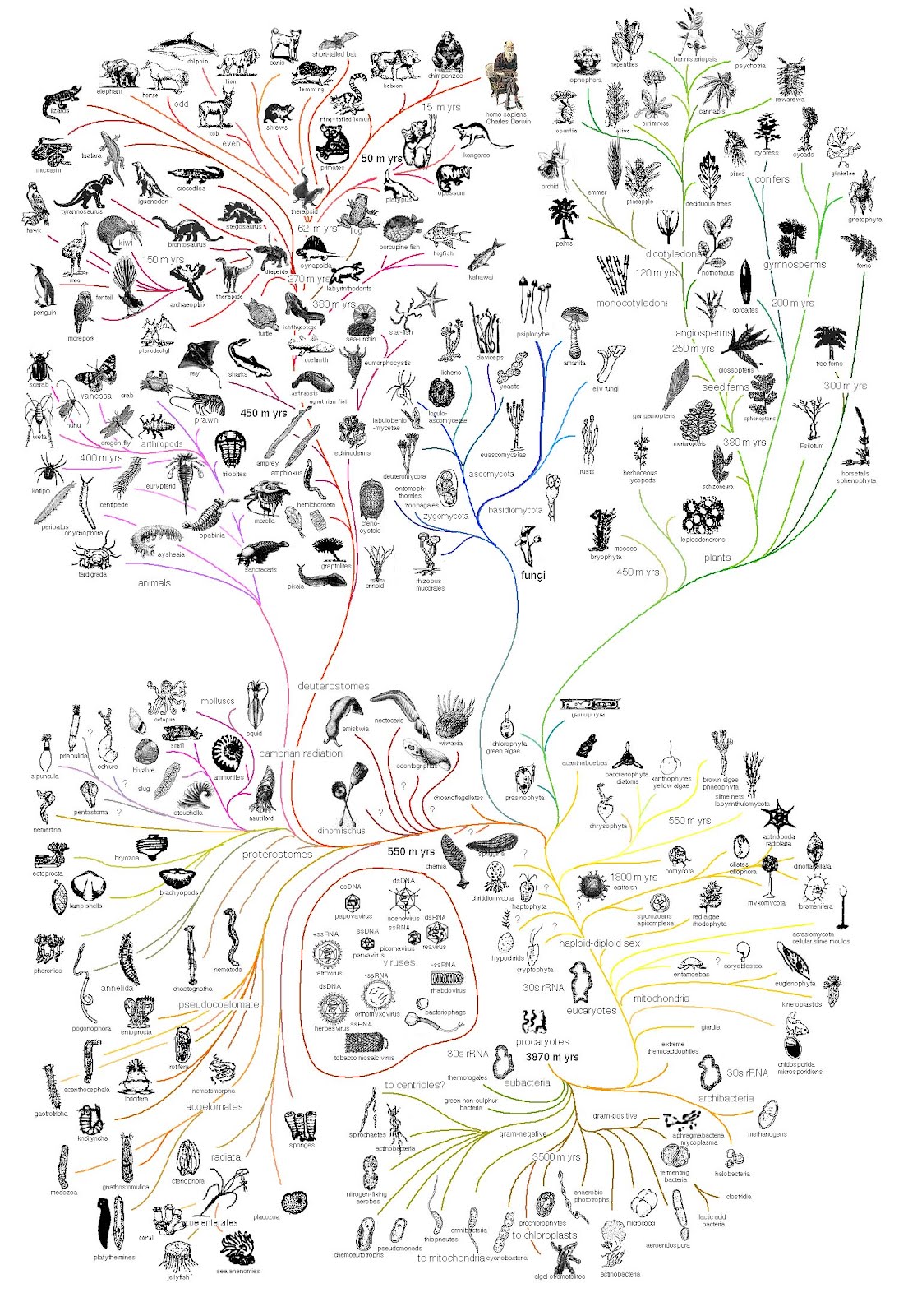 Rosa Rubicondior: Why You Can't Refute Evolution With Science.