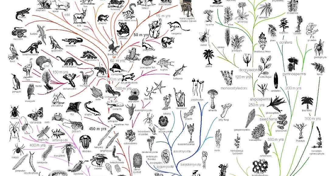 Exploring Digimon Reproduction: Unraveling the Mystery - Homeostasis Lab