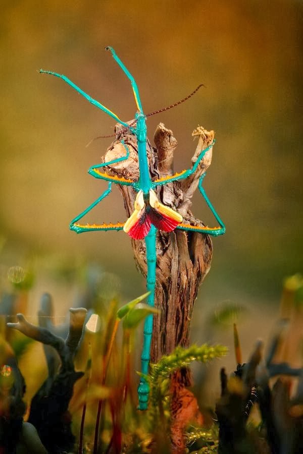 Biologia-Vida: Bicho-pau-azul / Blue walking stick insect (Achrioptera ...