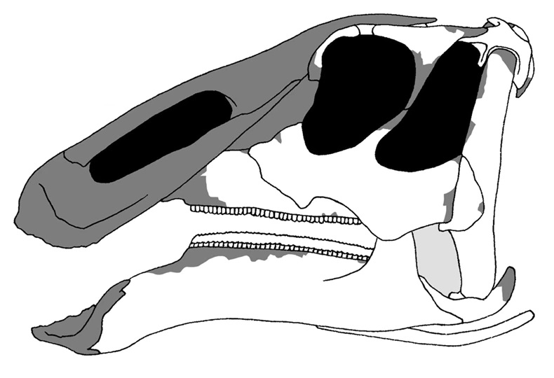 Species New to Science: [Paleontology • 2019] Kamuysaurus japonicus • A ...