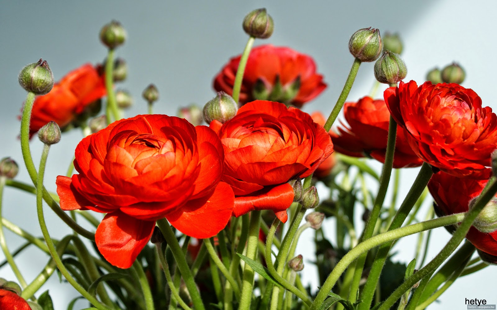 BOGLARKA FLOWER photos - wallpapers | the fun bank