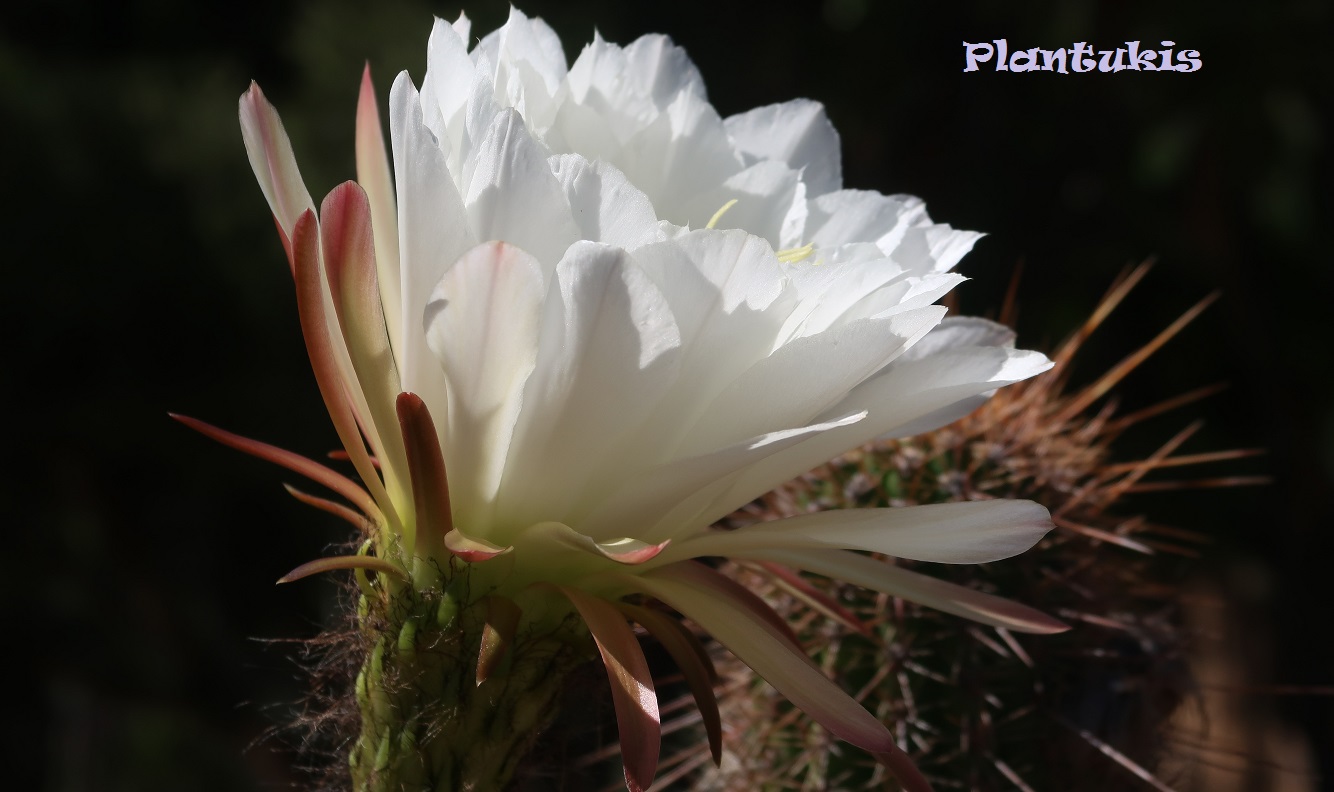 Pinya de Rosa ~ PLANTUKIS