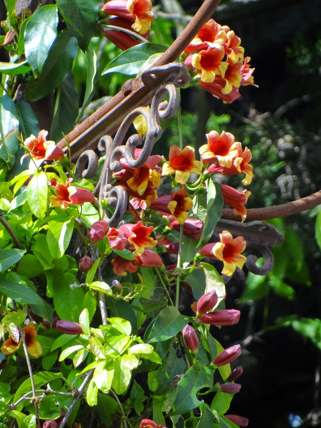 Bignonia capreolata
