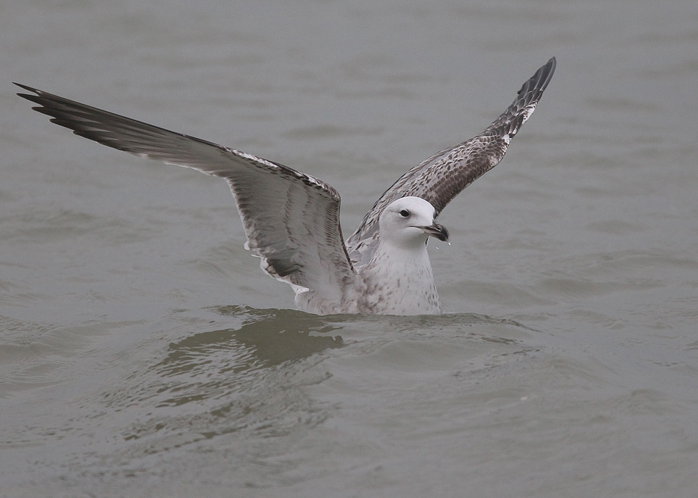 Richard Smith - Birdwatching Days Out: GLAUCOUS GULL, juvenile, CASPIAN ...