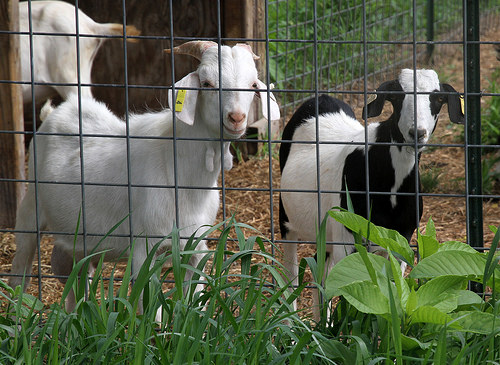 Western Maryland Pasture-Based Meat Goat Performance Test: Performance ...