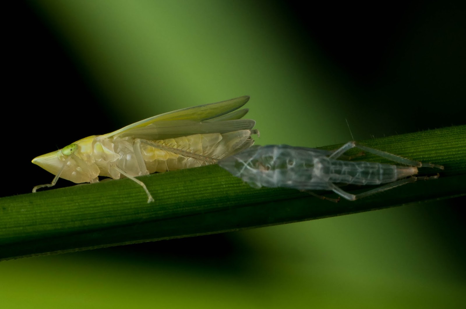 My Macro World: Janurary 13, 2017: Emerging Leaf Hopper
