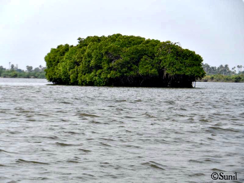 Diary of my life: A trip to Pichavaram Mangrove Forest- India’s Amazon