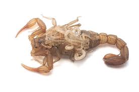 uniquely animals: Haiwan yang Menjaga Telur-telur dan Anaknya