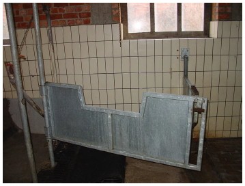 Teknik Operasi Caesar pada Hewan (Bedah Genitalia) - Mydokterhewan