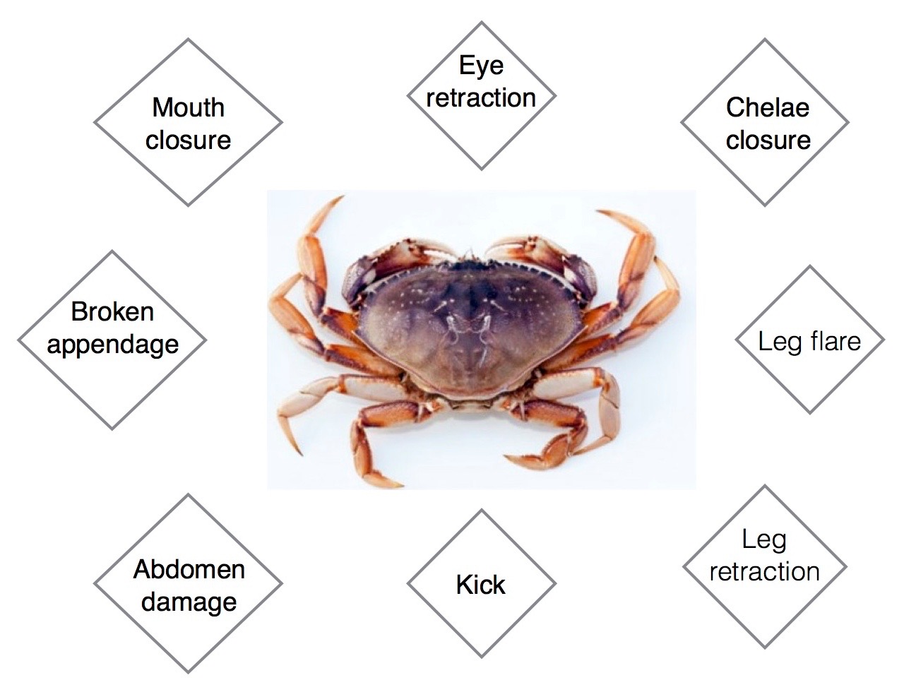 Vitality: heuristic assessing impairment and predicting survival and ...