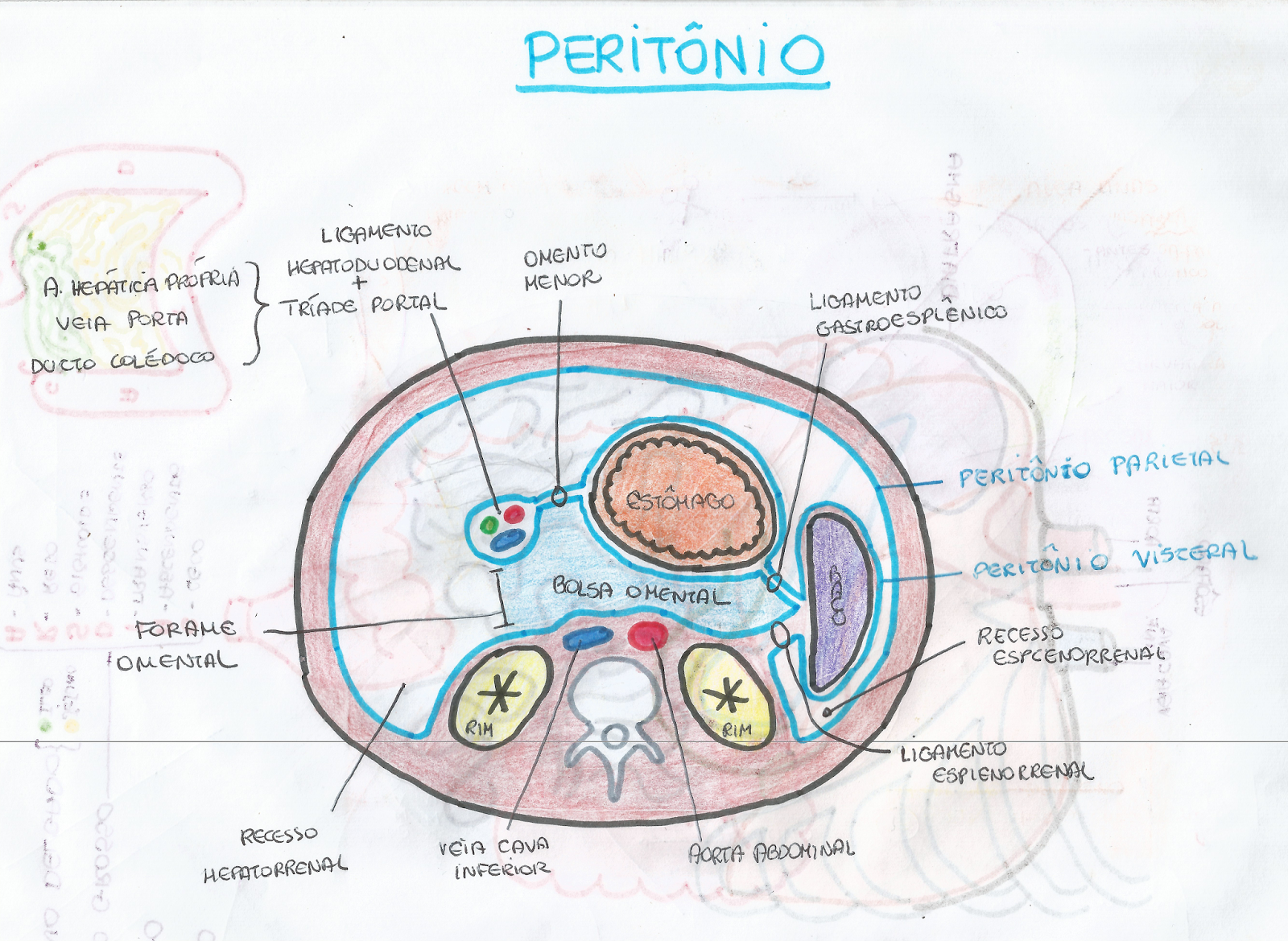 Rabiscos Infundados: Peritônio - 1