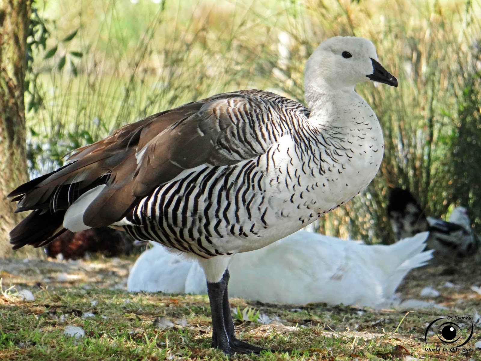 Os Rikinhus: Família "Anatidae"