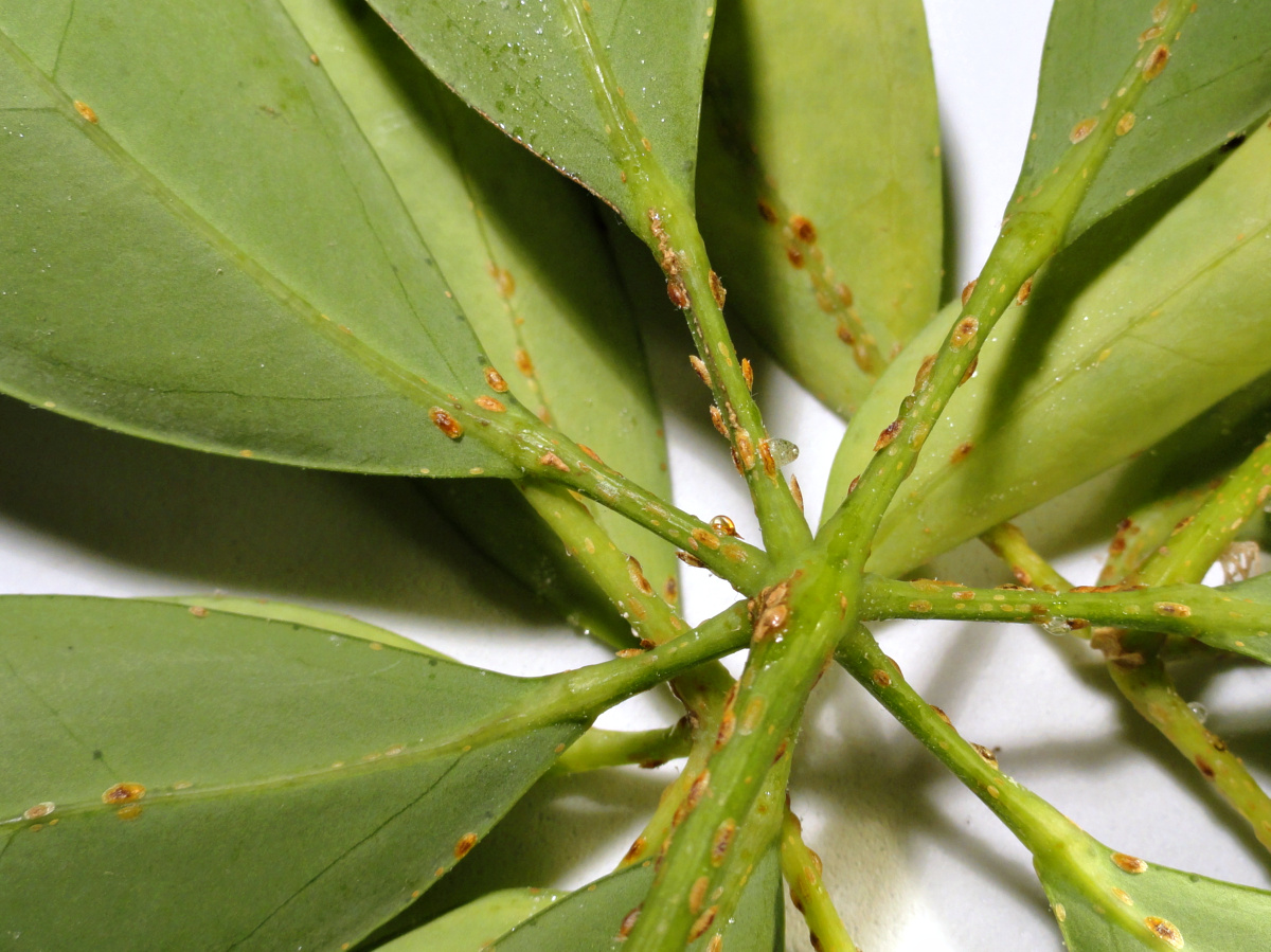 What Does Scale Look Like On Plants - Plant Ideas