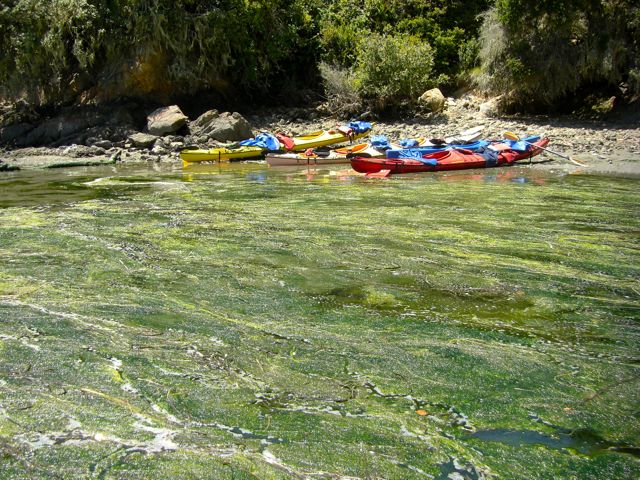 crazy little thing called blog: Kayaking in Tomales Bay