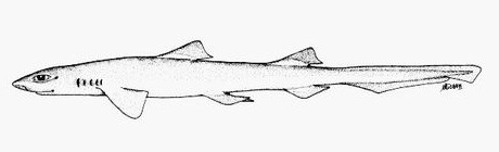 Isuridae Sampling Location In Jeju Island Nineteen Sharks Were Sampled
