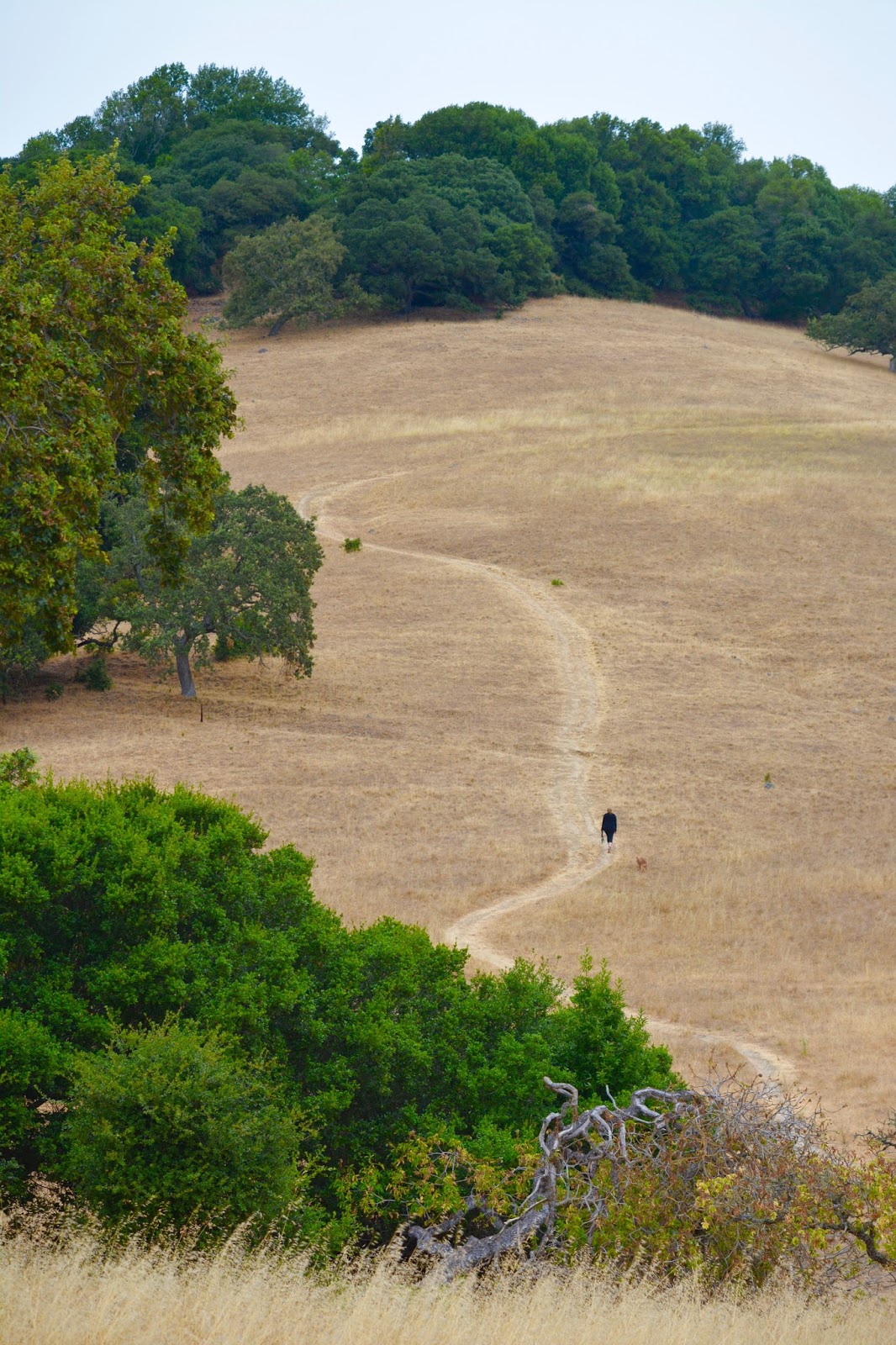 Linda Mazzuchi: Mount Burdell Open Space Hiking Trails