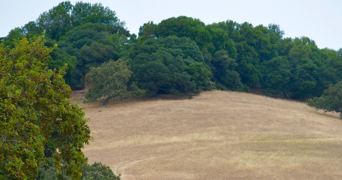 Linda Mazzuchi: Mount Burdell Open Space Hiking Trails