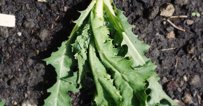 KYKEON PLANTS: POPPY PEST AND DISEASES