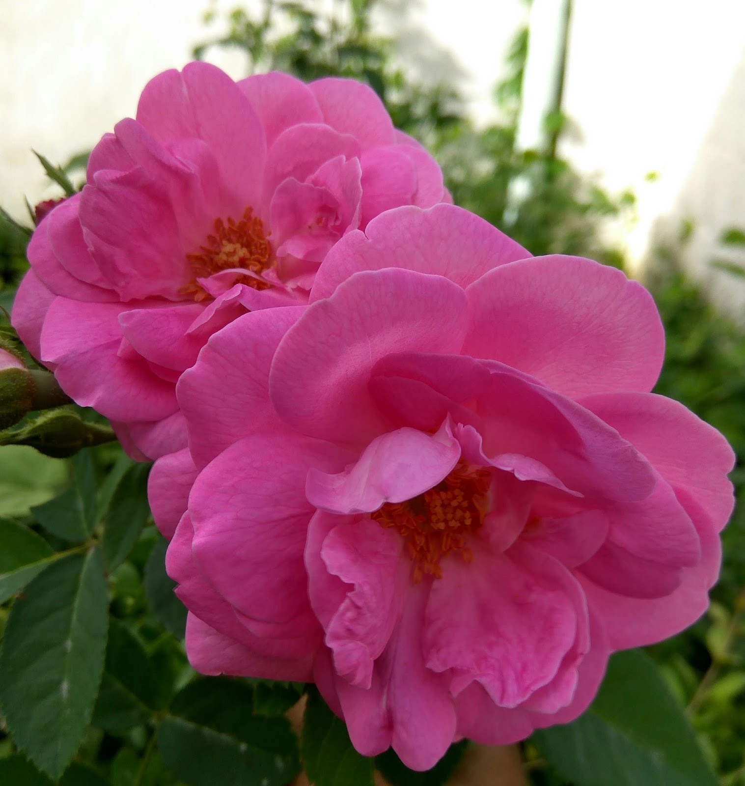 Suloshomegarden: Roses in our garden