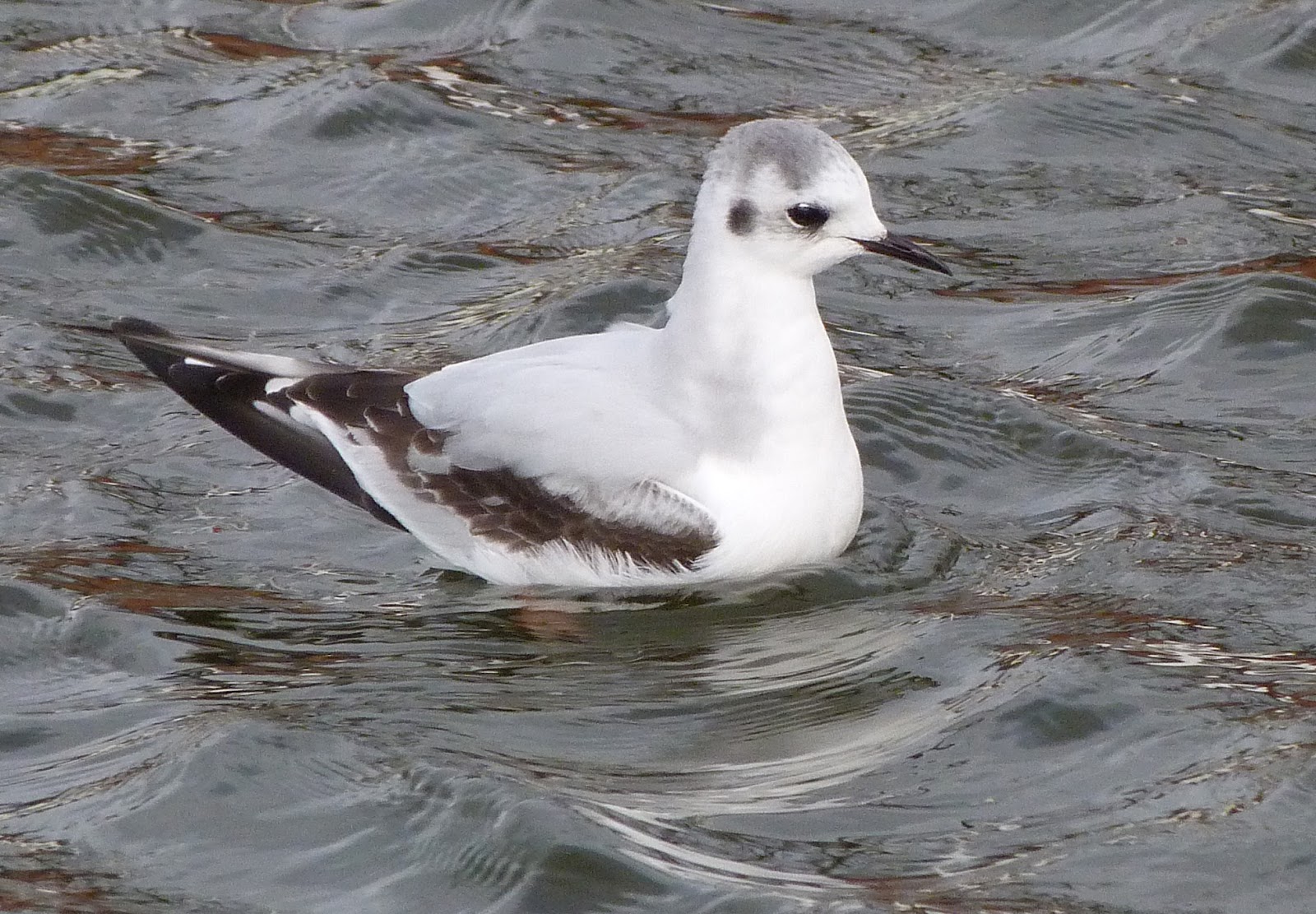 Staffordshire Bird News: March 2013