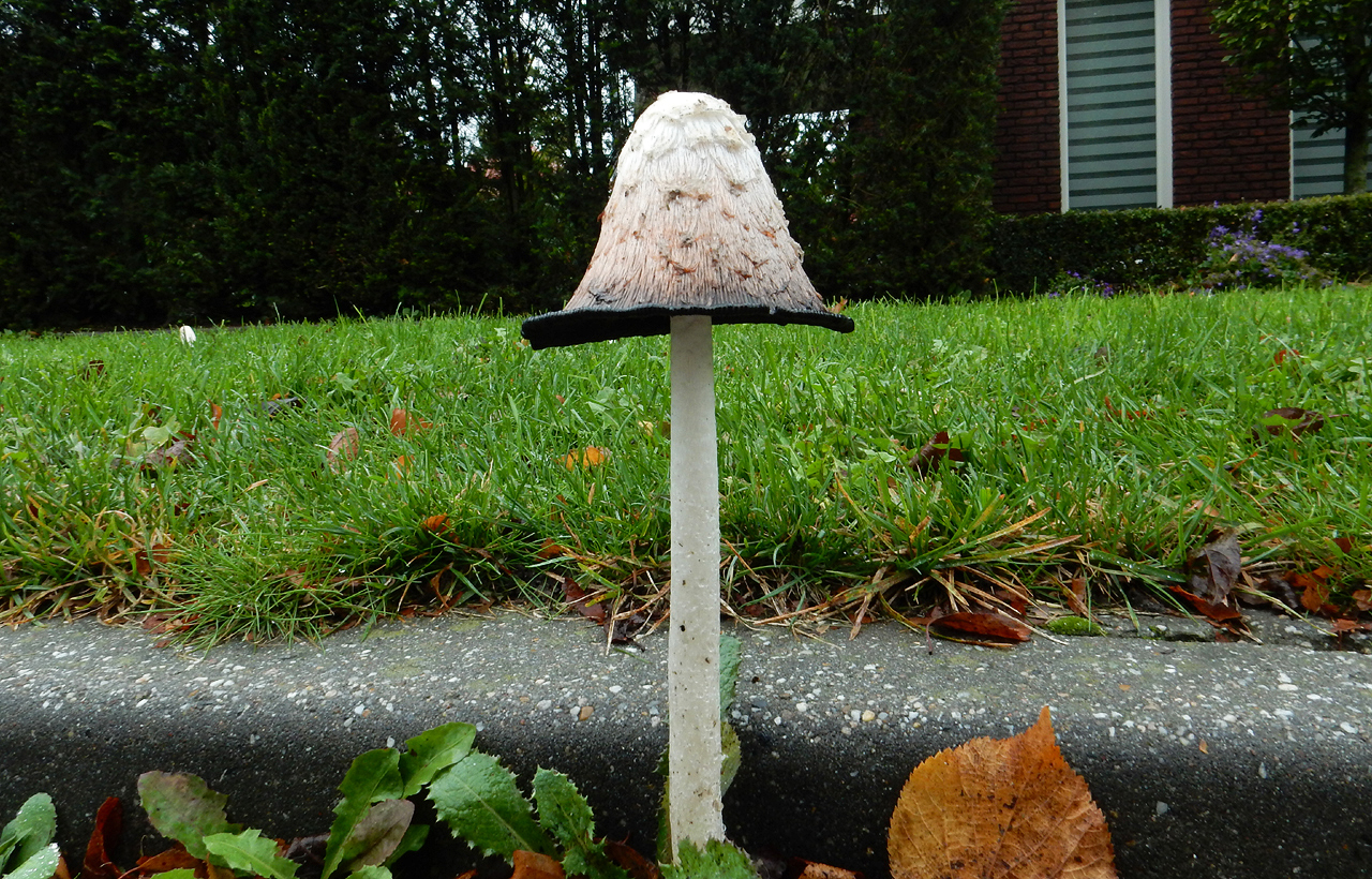 Jozef van der Heijden - Natuurfotografie: Geschubde inktzwam in de ...