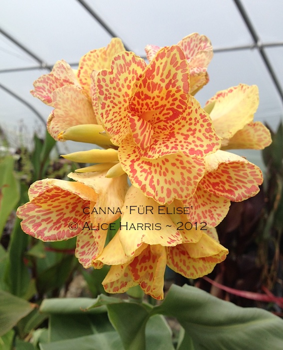 Karchesky Canna~Canna Blog: canna 'Für Elise'