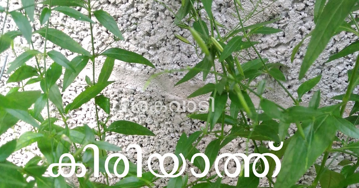 തപോവനം സിദ്ധാശ്രമം - ചരകവാടി | Thapovanam Sidhasramam - Charaka Vaadi ...