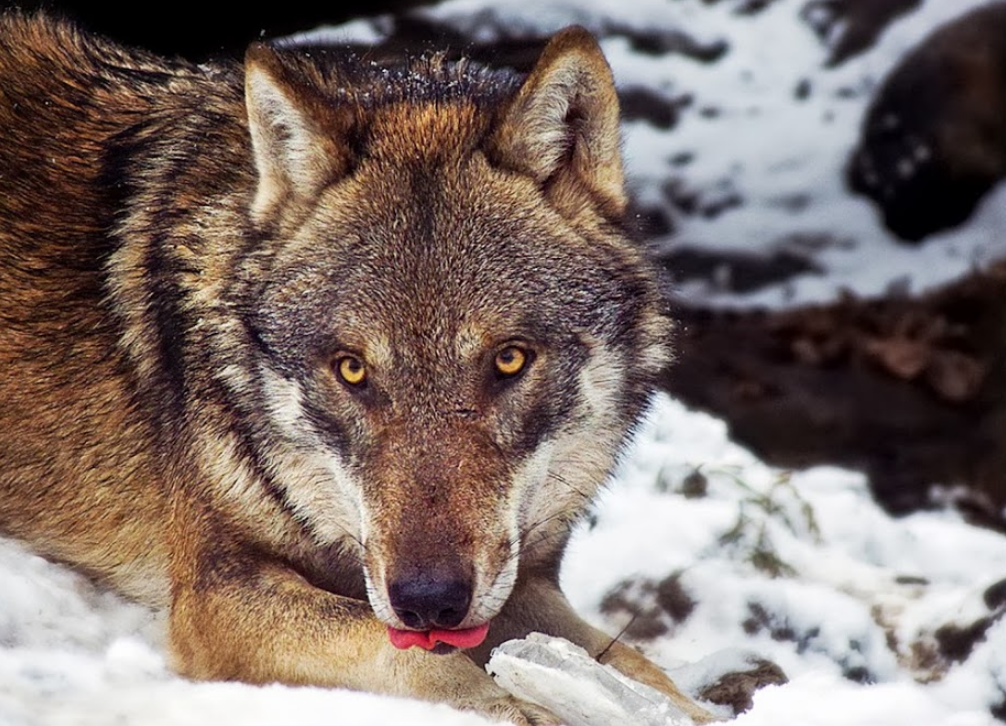 STOP WOLF HUNTS: IDAHO WOLVES ~ ACTIONS ~ NEWS