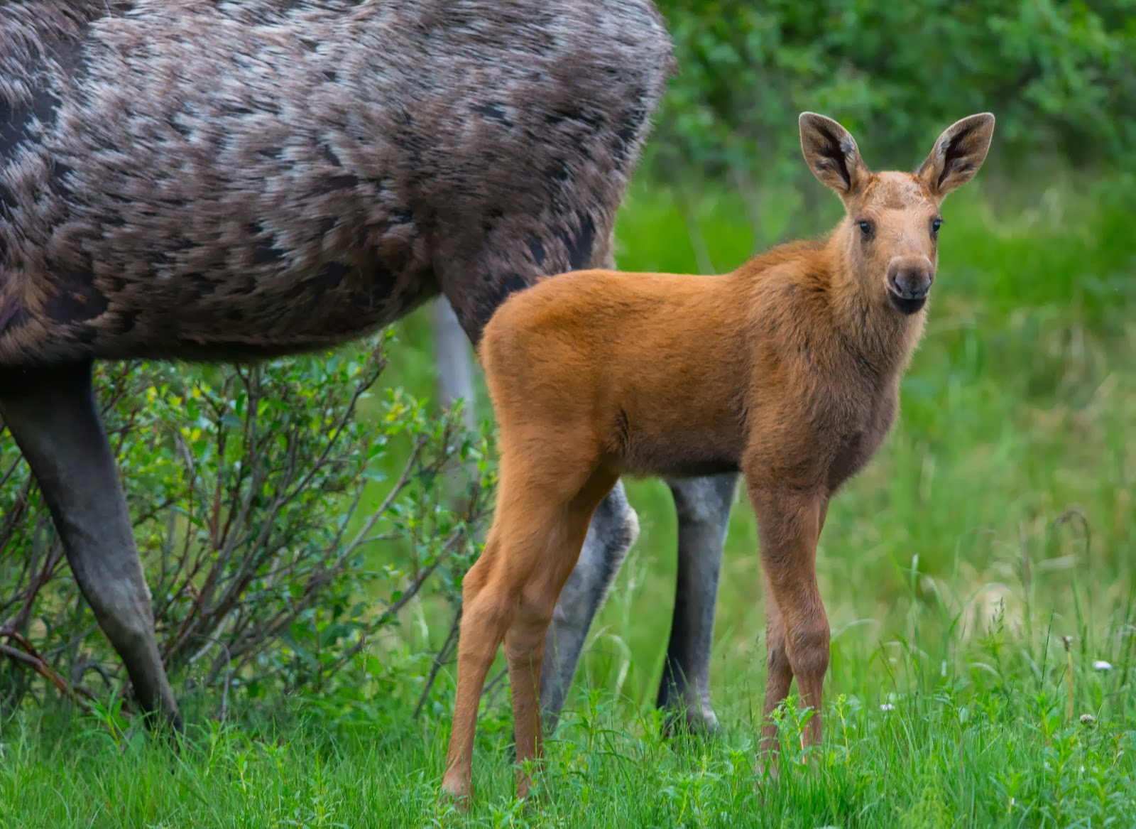 wild life trip: elan d'europe
