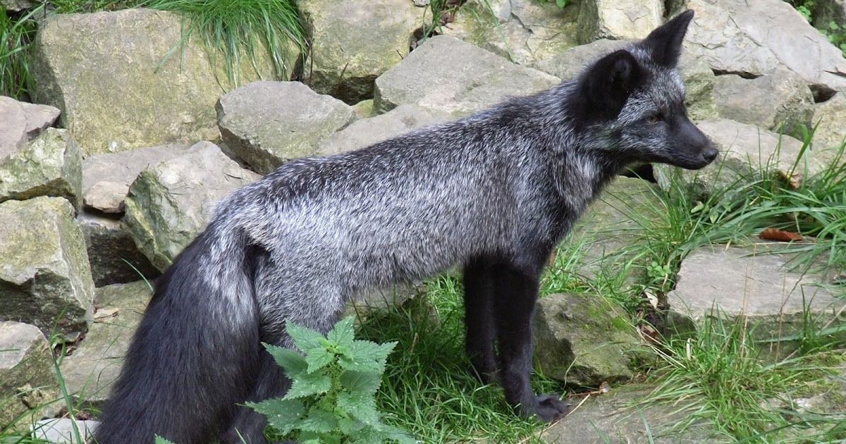 Abe's Animals: Russian domesticated fox