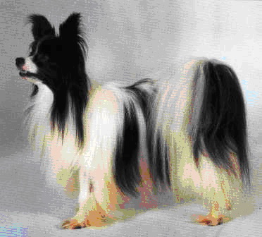 K R U H Y: Populárne druhy psov VI.