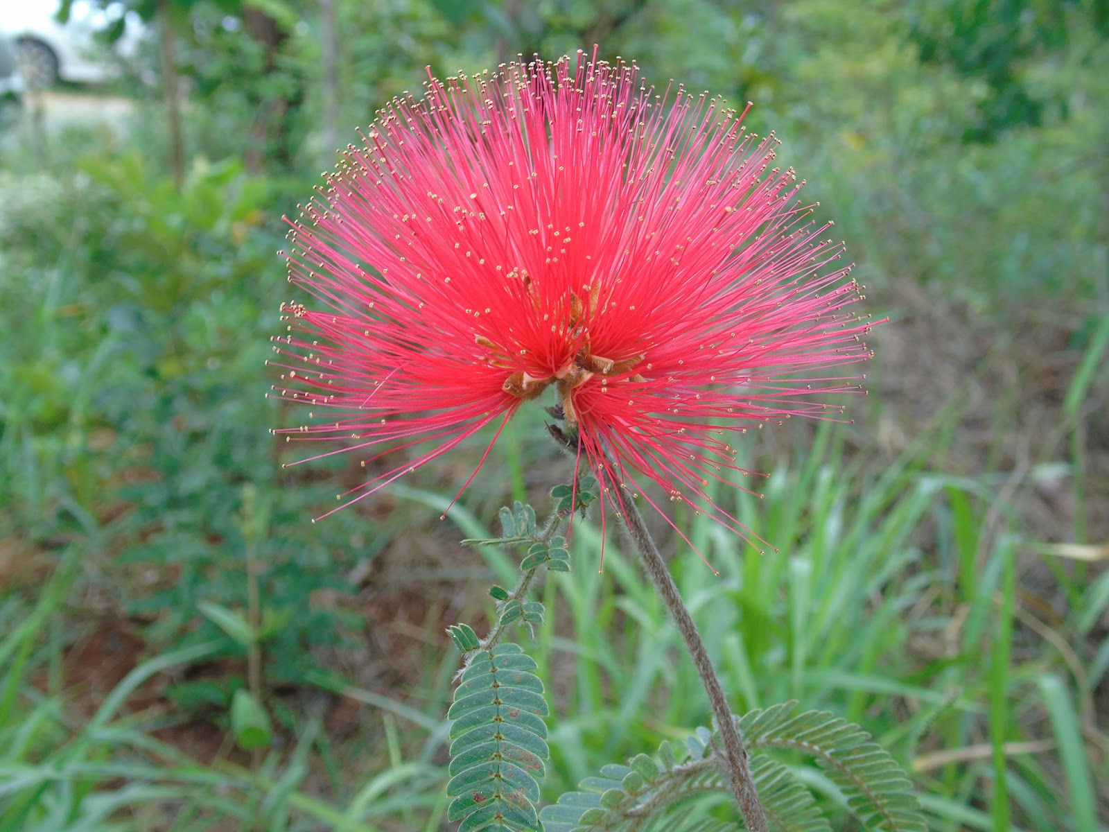 Caliandra (Calliandra dysantha Benth) | A planta da vez