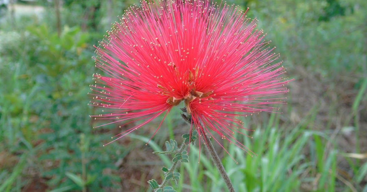 Caliandra (Calliandra dysantha Benth) | A planta da vez