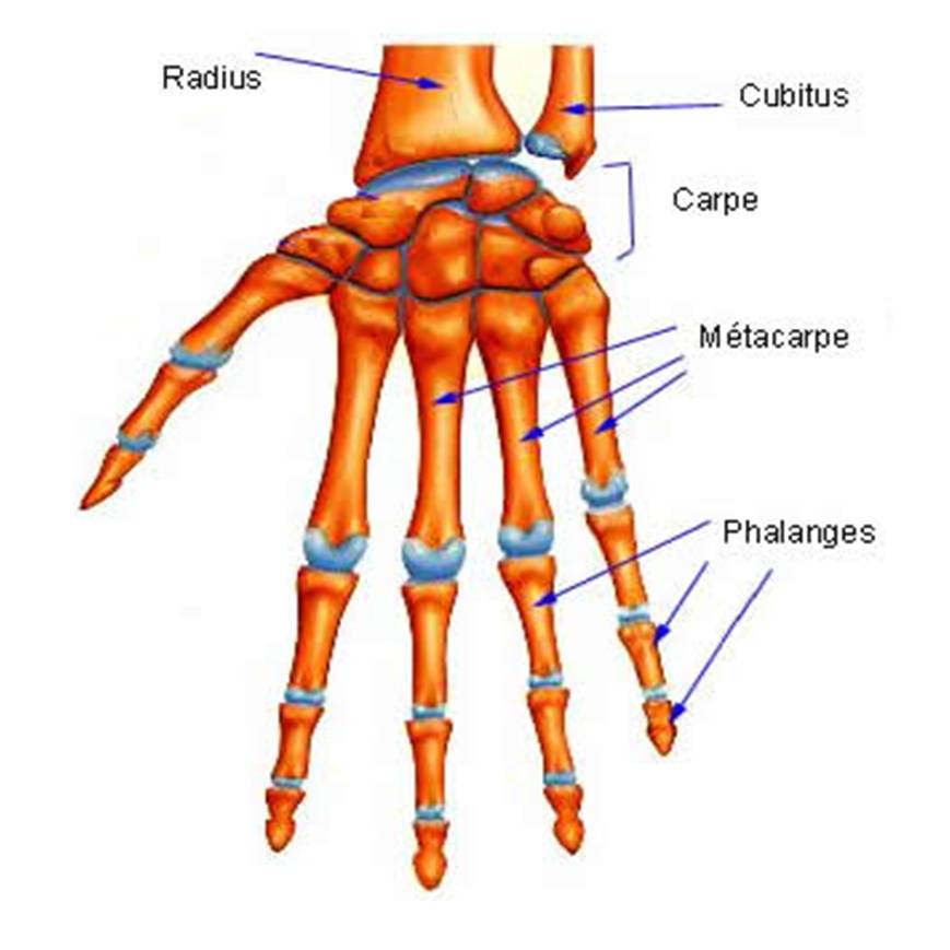 Formation infirmiers: Le squelette humain