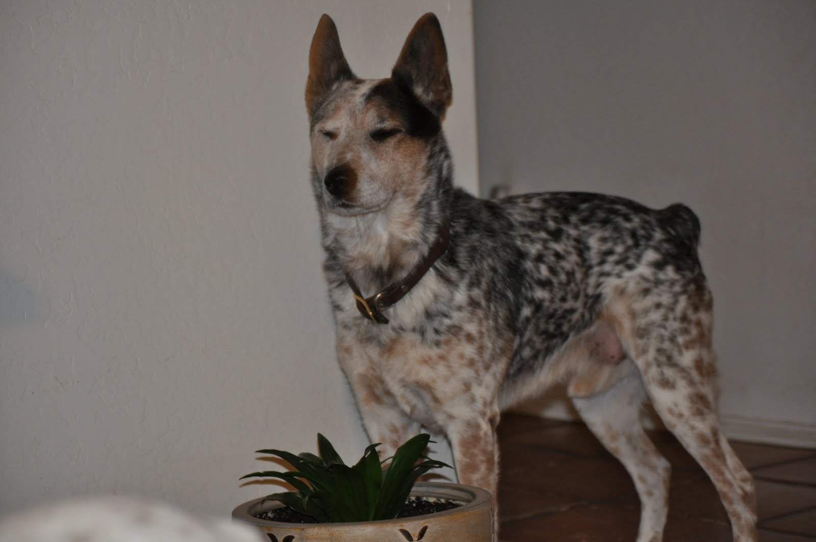 FlyingWG: RIP Shiner