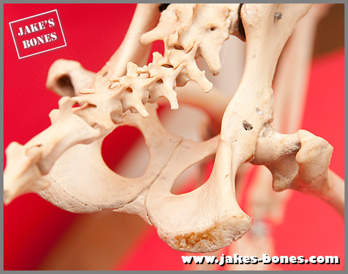 My finished rearticulated fox skeleton ! : Jake's Bones