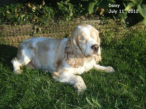 Daisy - Cocker Spaniel