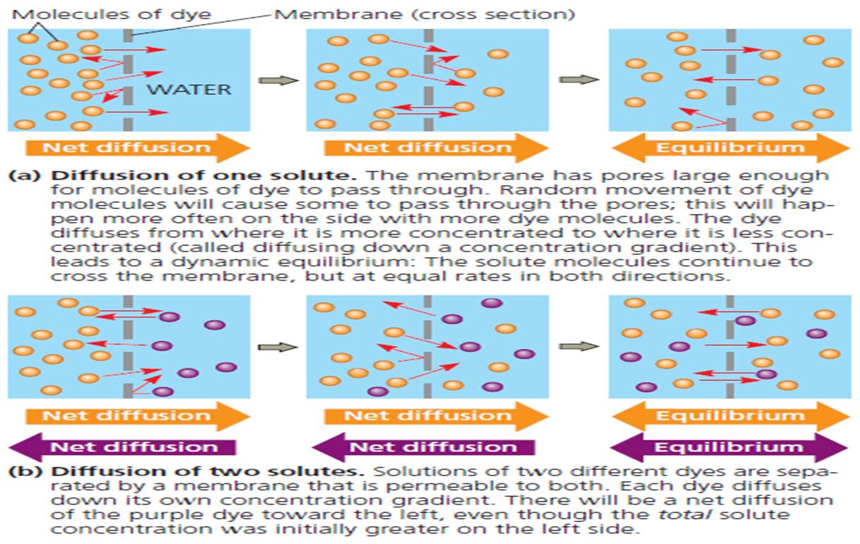 Gambar 4. Difusi Sederhana, sumber: biology 9th edition (Campbell, et. al.)