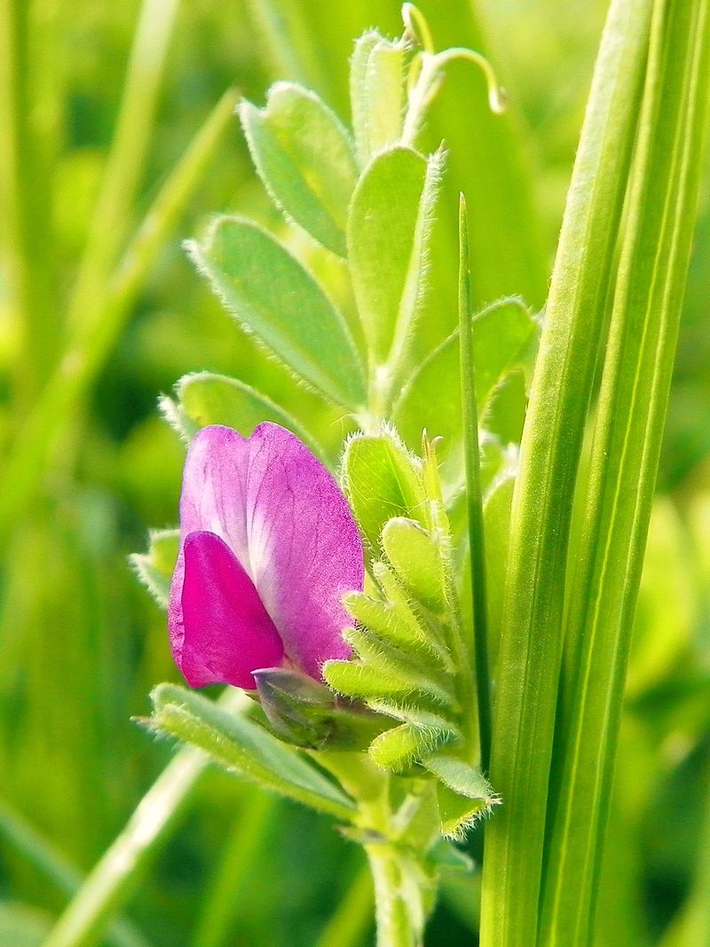 Breuillet Nature: La Vesce commune