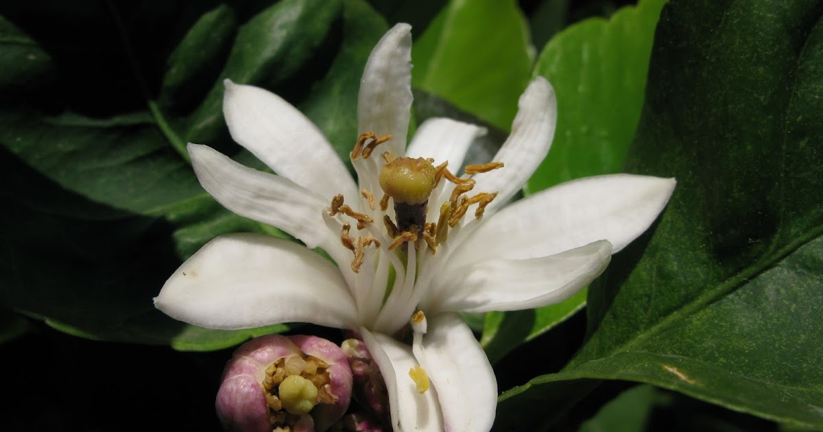 Flores y Palabras: Flor de limonero