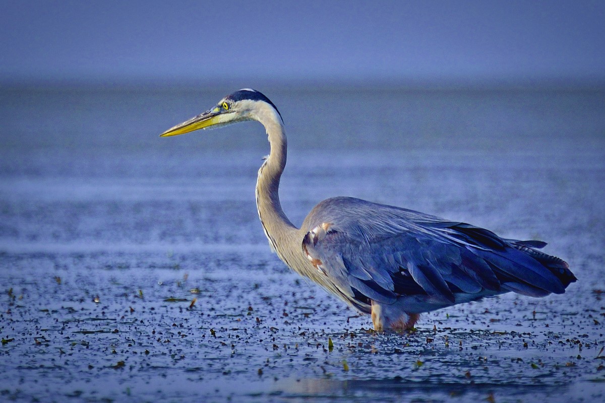 Garza ave wallpapers