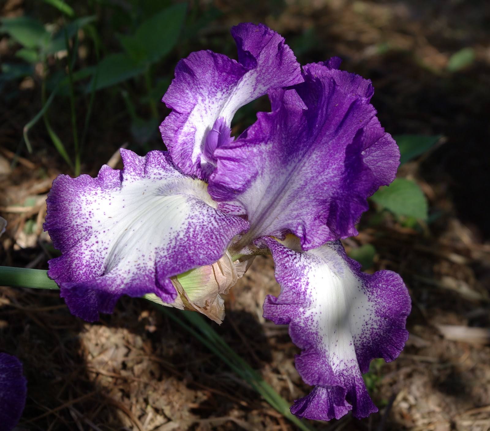 sweetbay: Blooming Friday ~ Fanciful