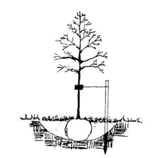 Gardening: Guide to Staking and Guying Trees